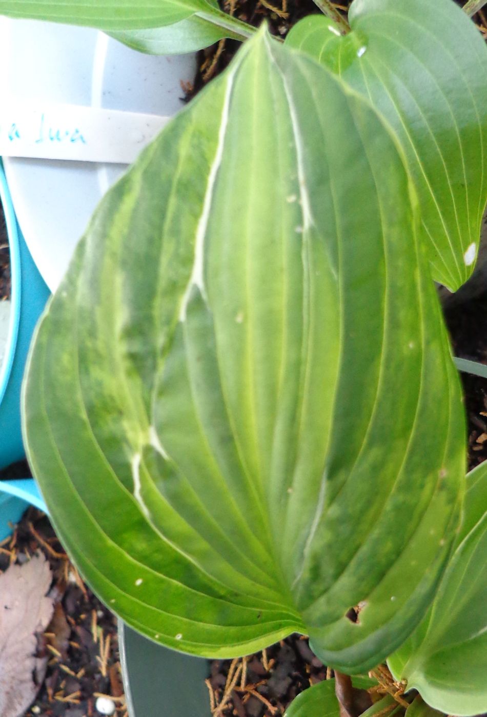 Striptease Family Leaf Portraits